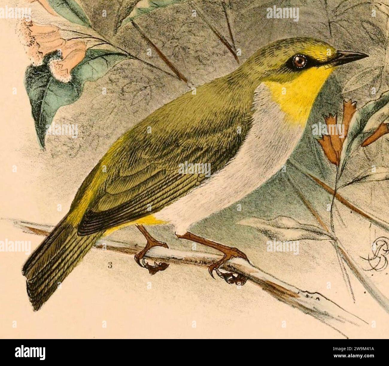 Zosterops anomalus anomalus 1898 Stock Photo - Alamy