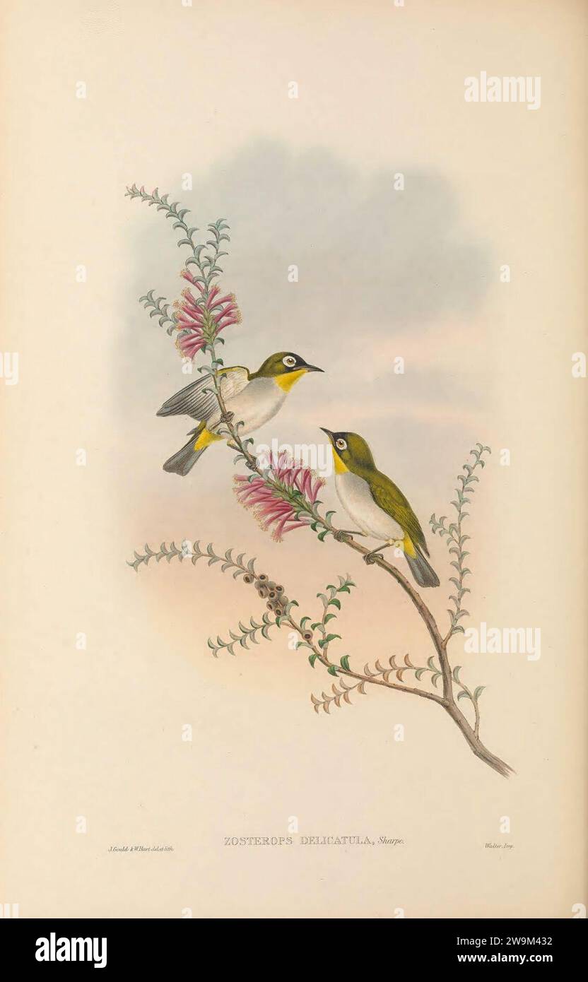 Zosterops delicatula - The Birds of New Guinea Stock Photo - Alamy
