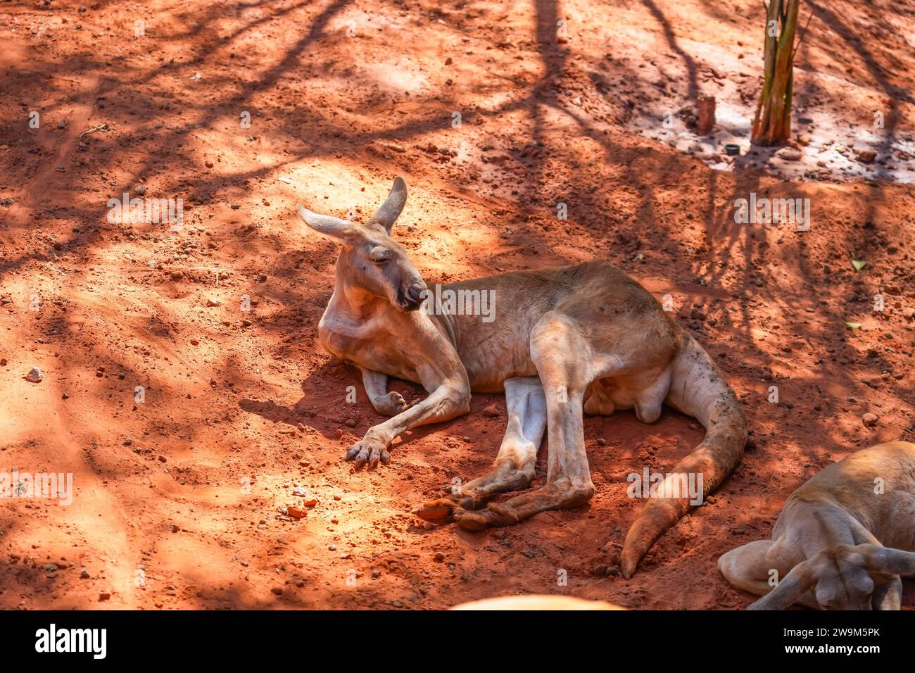 Red kangaroo lies and rests in a shady place under a tree Stock Photo ...