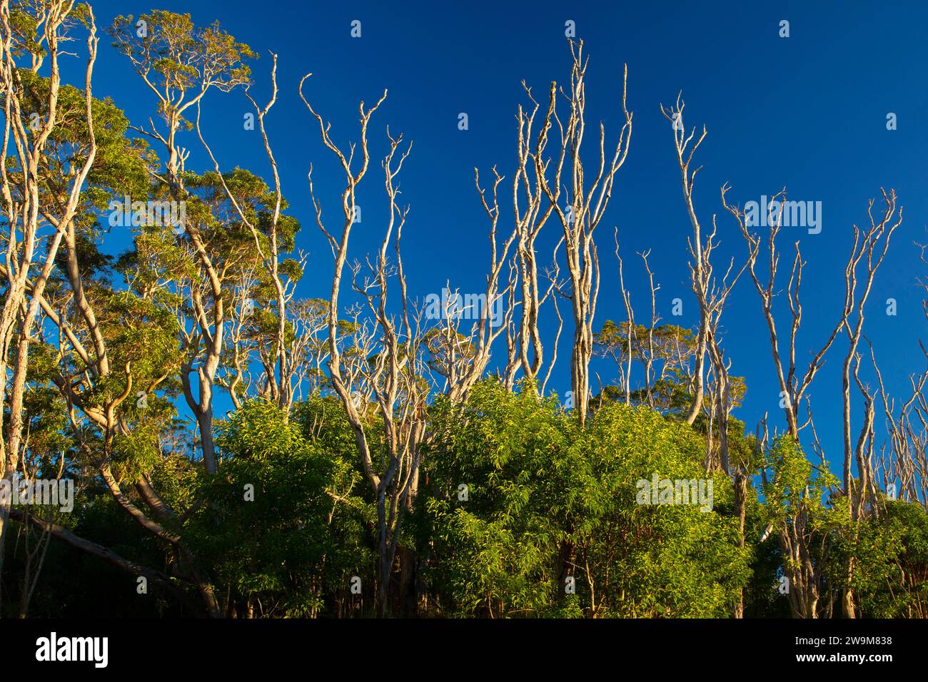 Forest along Mauna Loa Road, Hawaii Volcanoes National Park, Hawaii ...