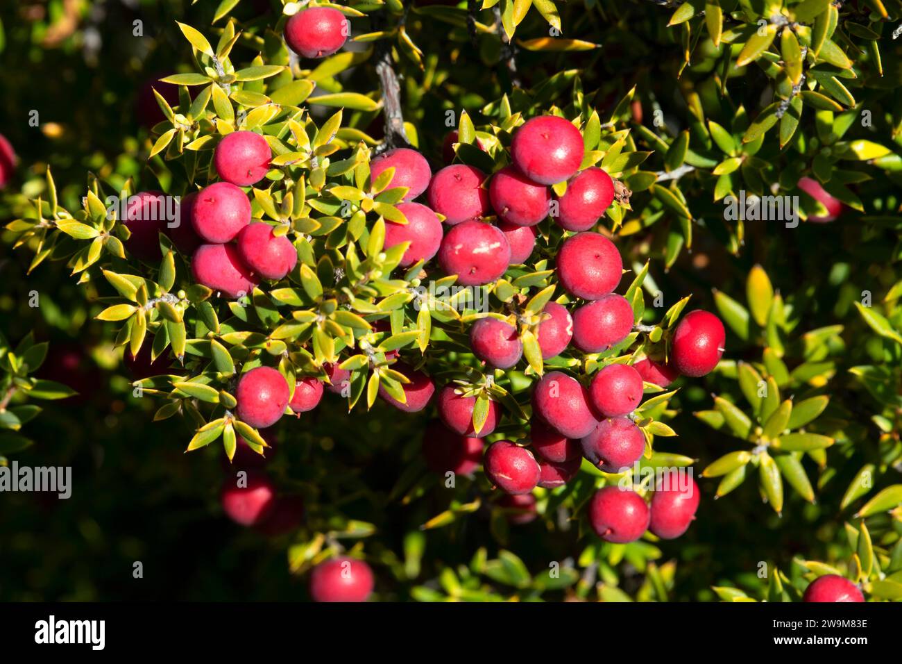 Leptecophylla tameiameiae hi-res stock photography and images - Alamy