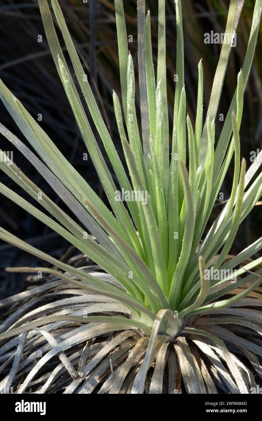 Silversword (Argyroxiphium sandwicense) at Mauna Loa Lookout, Hawaii ...