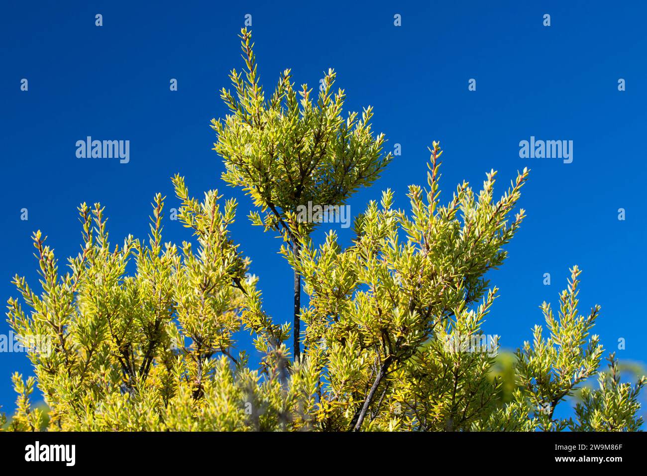 Pukiawe (Leptecophylla tameiameiae) along Mauna Loa Road, Hawaii ...