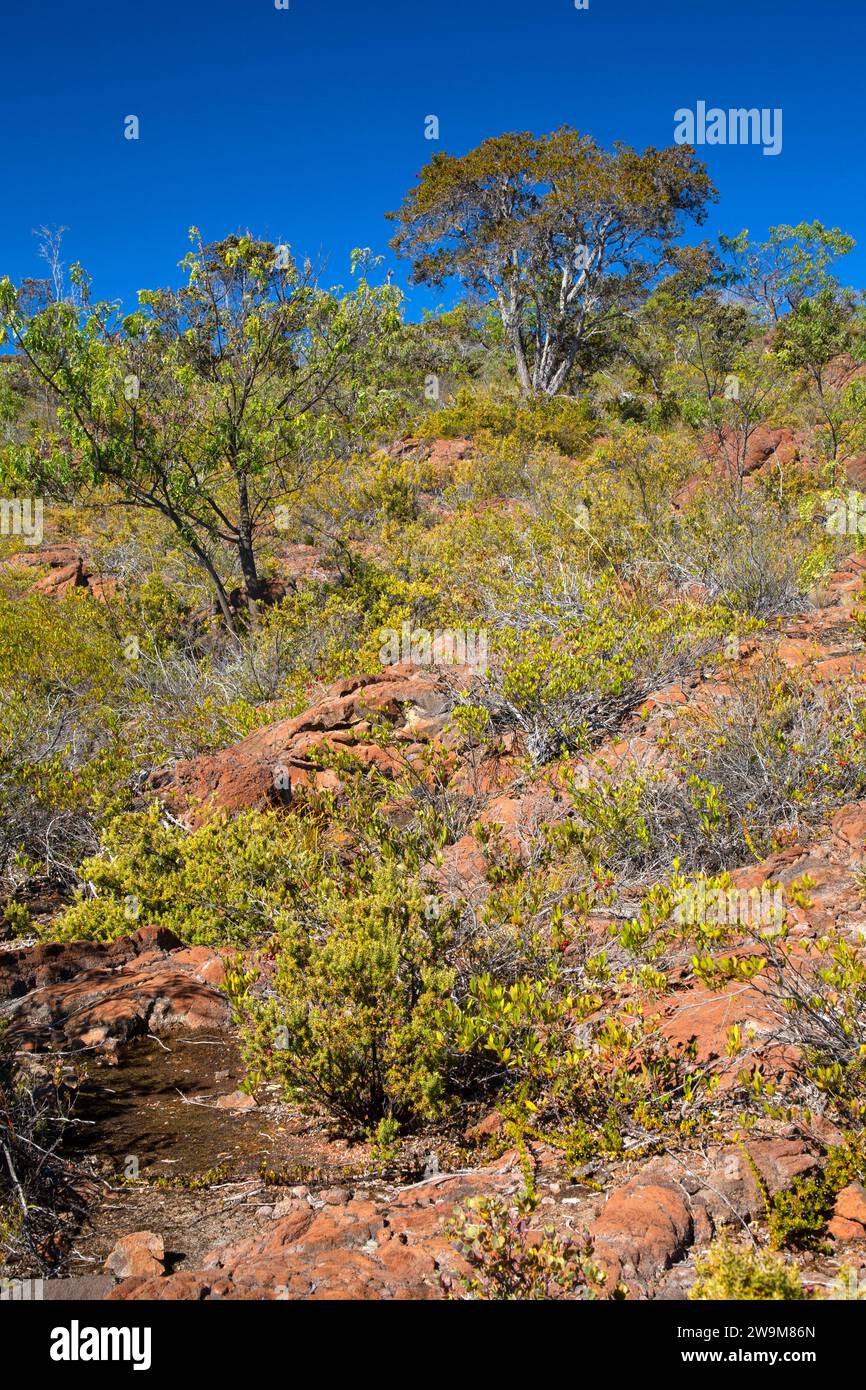 Forest along Mauna Loa Trail, Hawaii Volcanoes National Park, Hawaii ...