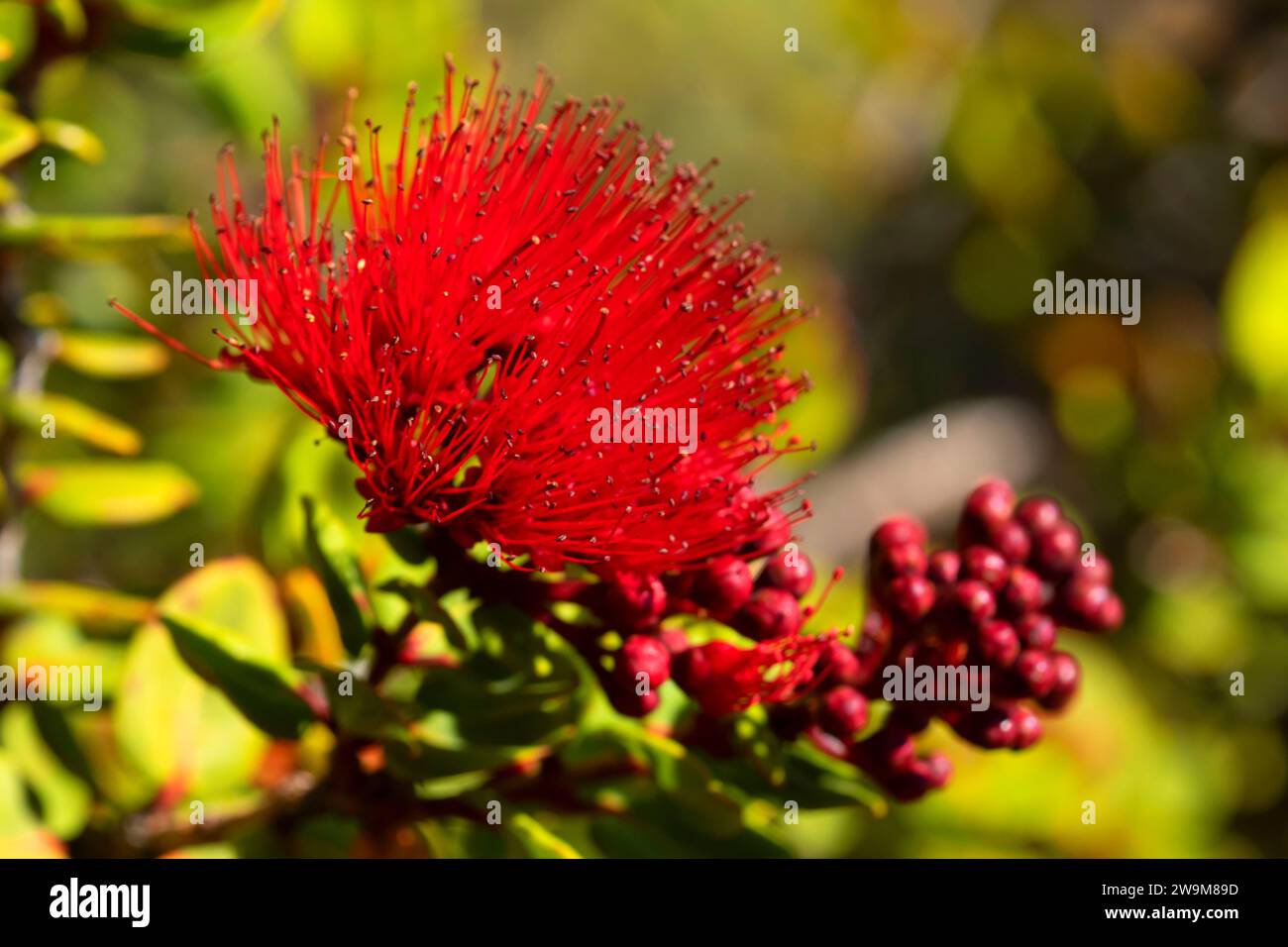 Ohia bloom along Mauna Loa Trail, Hawaii Volcanoes National Park ...