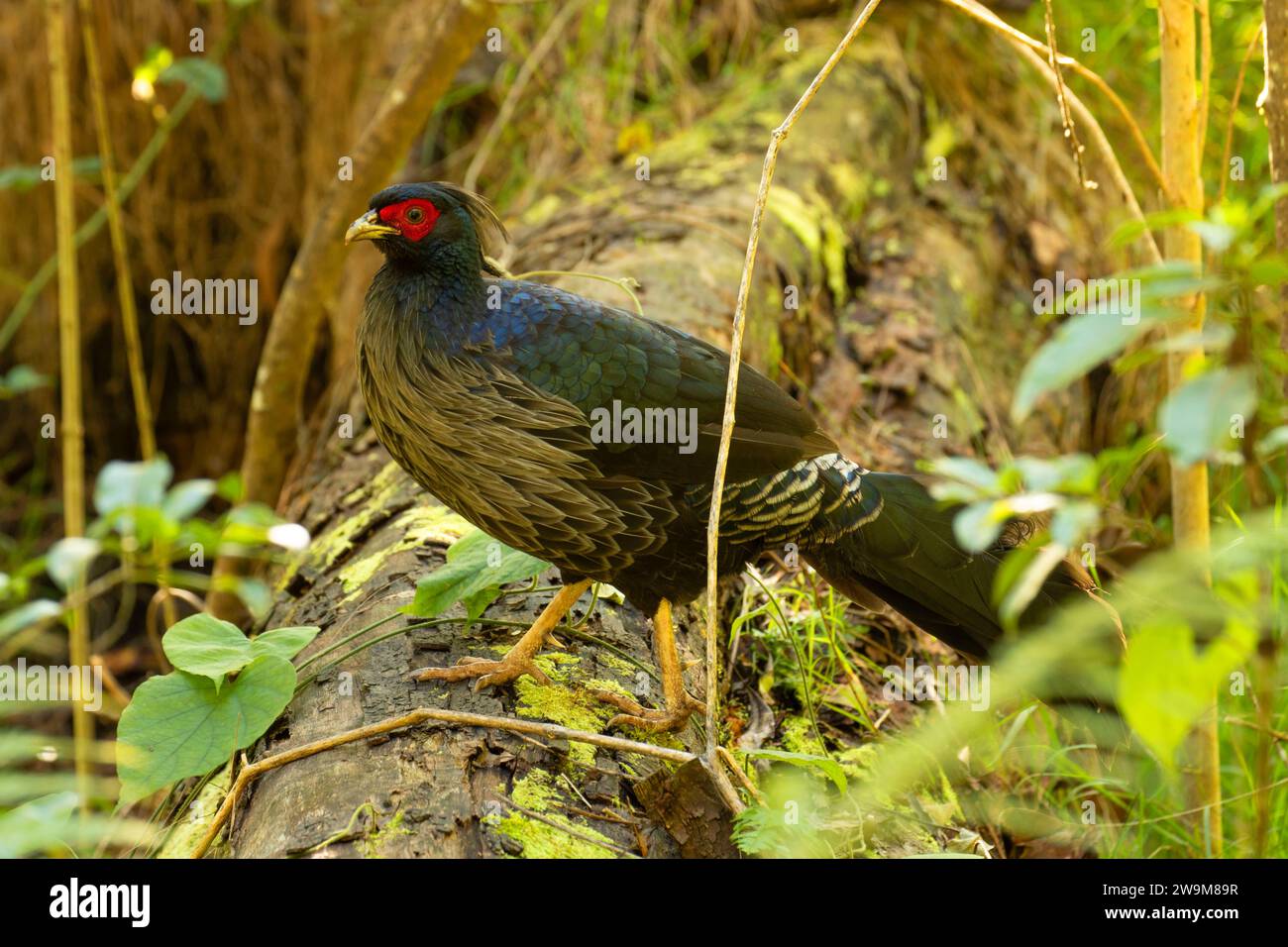 Kalij pheasant (Lophura leucomelanos), Hawaii Volcanoes National Park ...