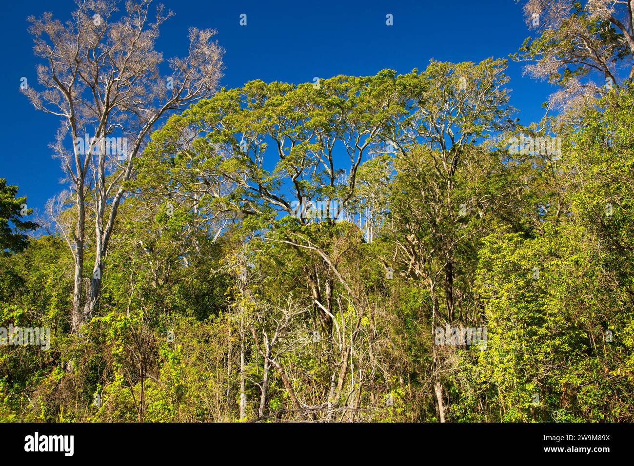Ancient forest along Kipukapuaulu Trail, Hawaii Volcanoes National Park ...