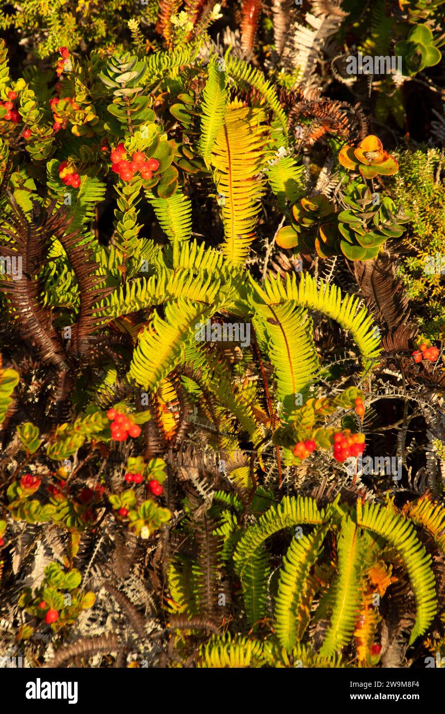Uluhe (Dicranopteris linearis) fern along Crater Rim Trail at Kilauea ...