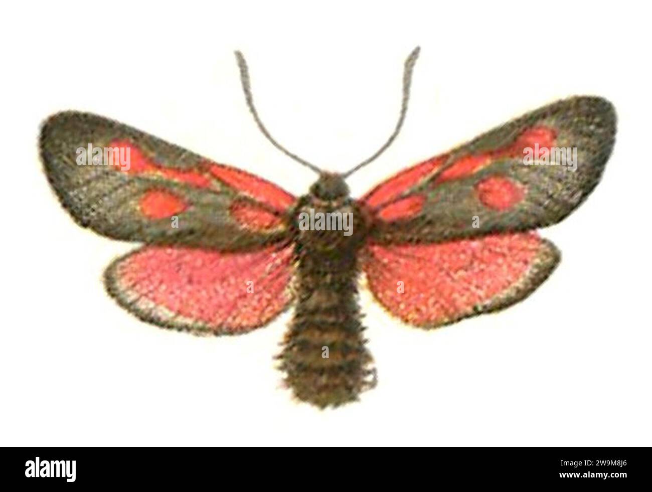 Zygaena exulans - Lampert 03 Stock Photo - Alamy