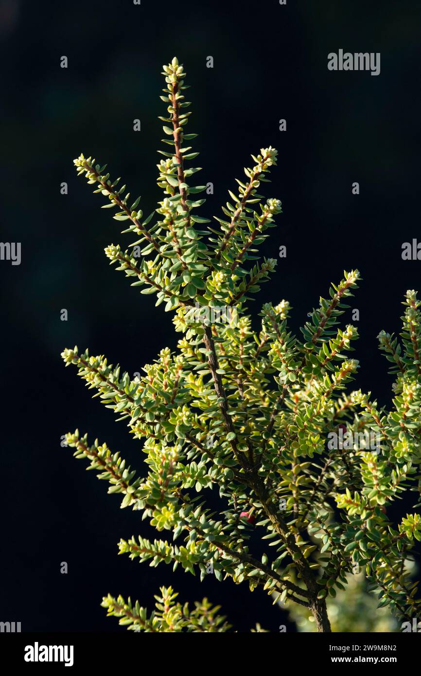 Pukiawe (Leptecophylla tameiameiae) along Crater Rim Trail, Hawaii ...