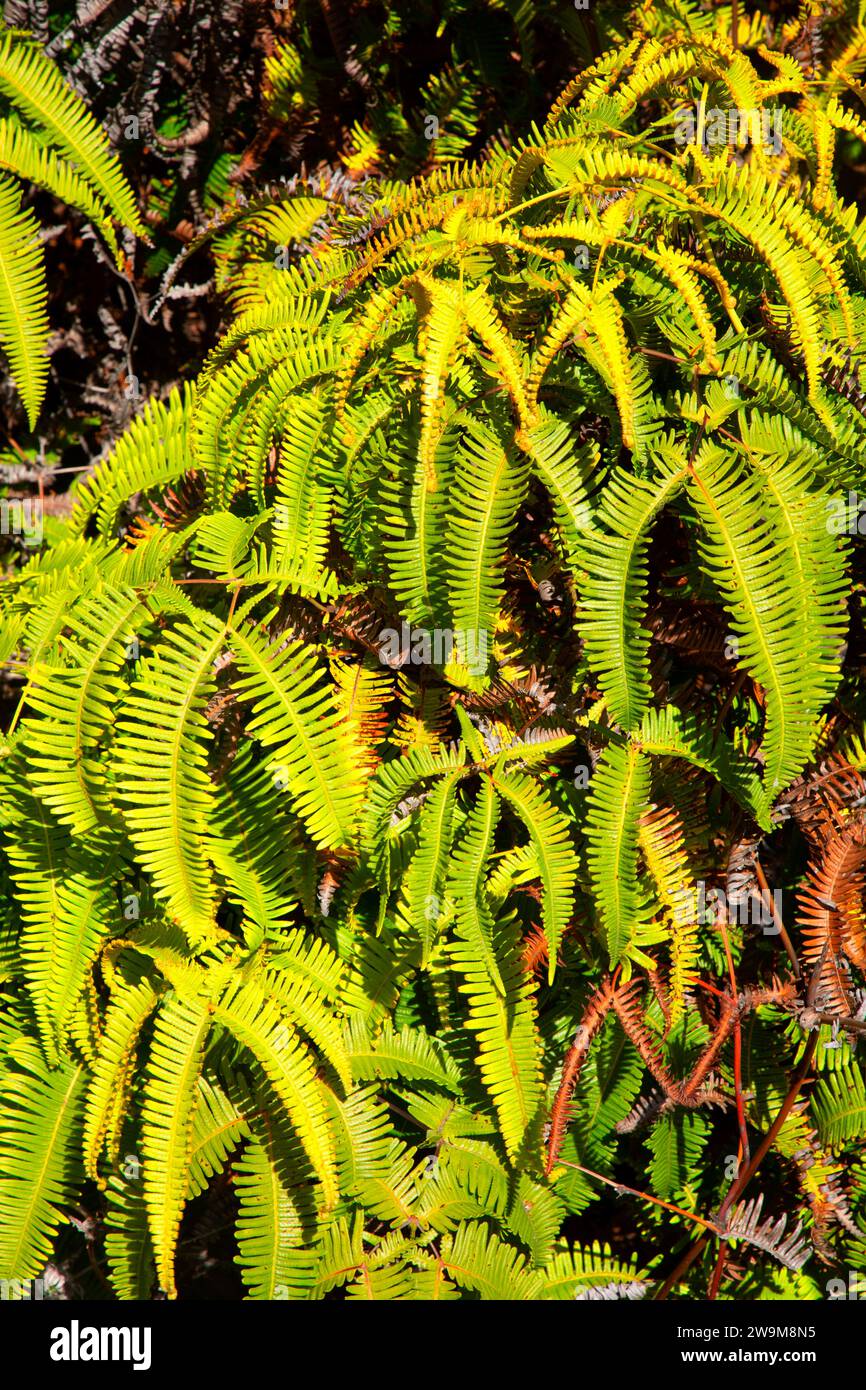Uluhe (Dicranopteris linearis) fern along Sulphur Banks Trail, Hawaii ...