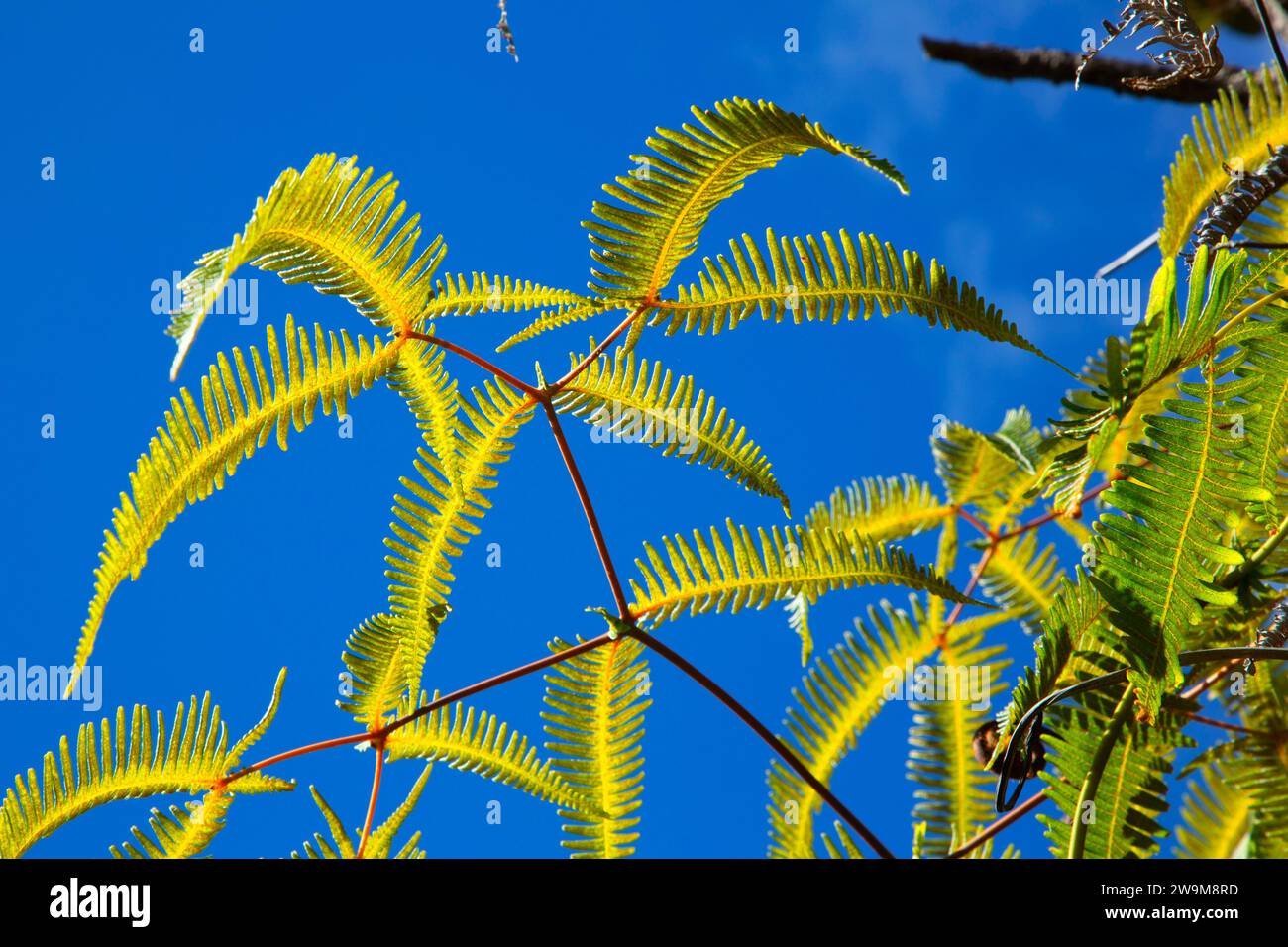 Uluhe (Dicranopteris linearis) fern along Sulphur Banks Trail, Hawaii ...