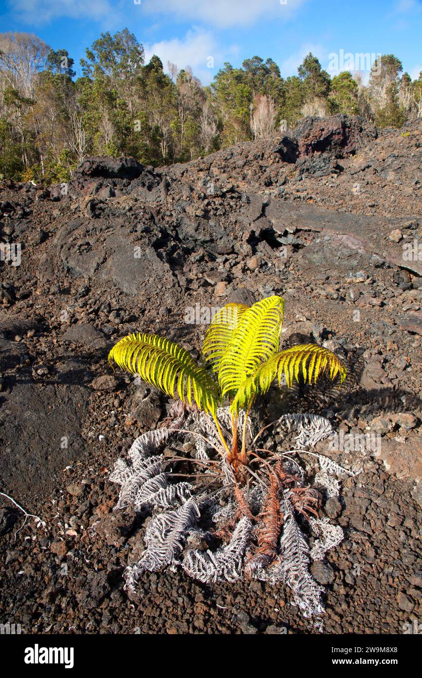 Amau fern by volcano big island hi-res stock photography and images - Alamy