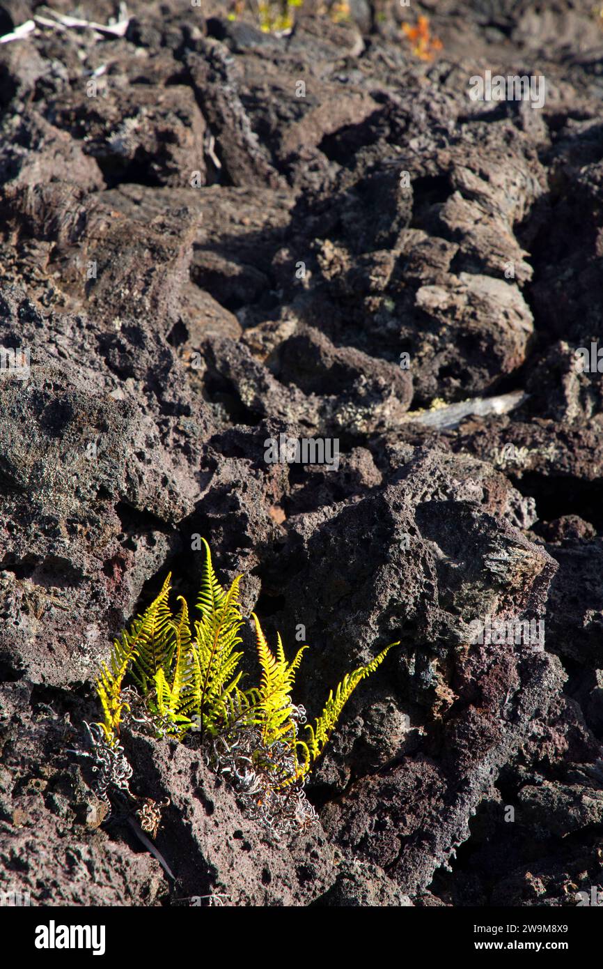 Fern on Luamanu July 1974 Flow, Hawaii Volcanoes National Park, Hawaii ...