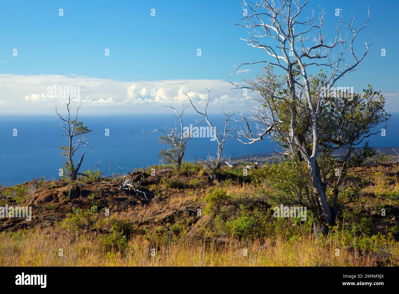 View with Ohia from Hilina Pali along Kau Desert Trail, Hawaii ...