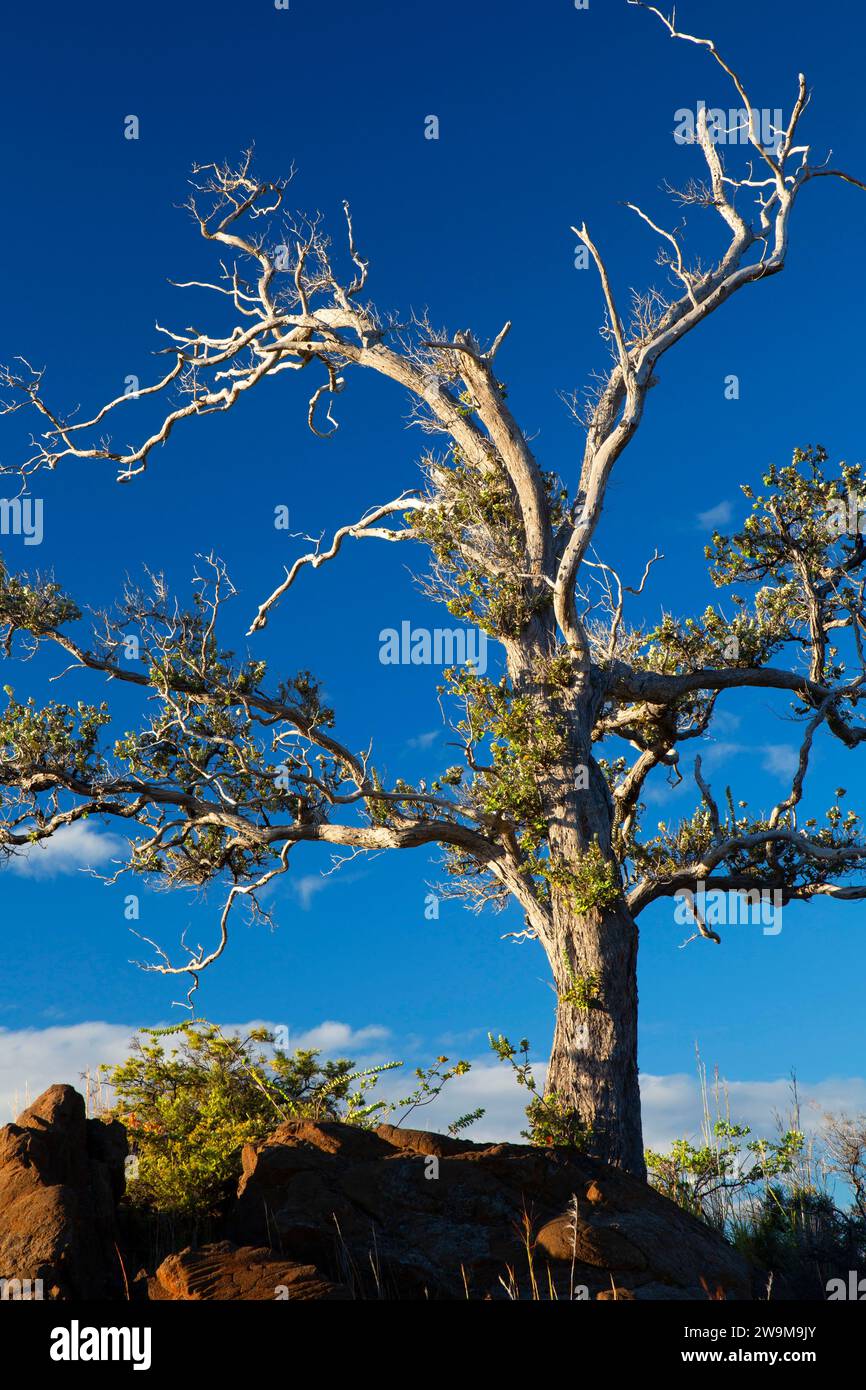 Kau desert trail hi-res stock photography and images - Alamy