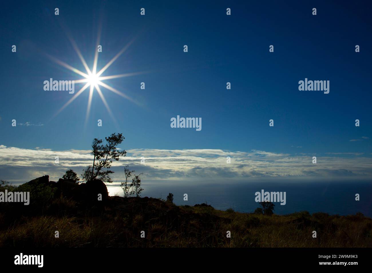 Ohia silhouette on Hilina Pali along Kau Desert Trail, Hawaii Volcanoes ...