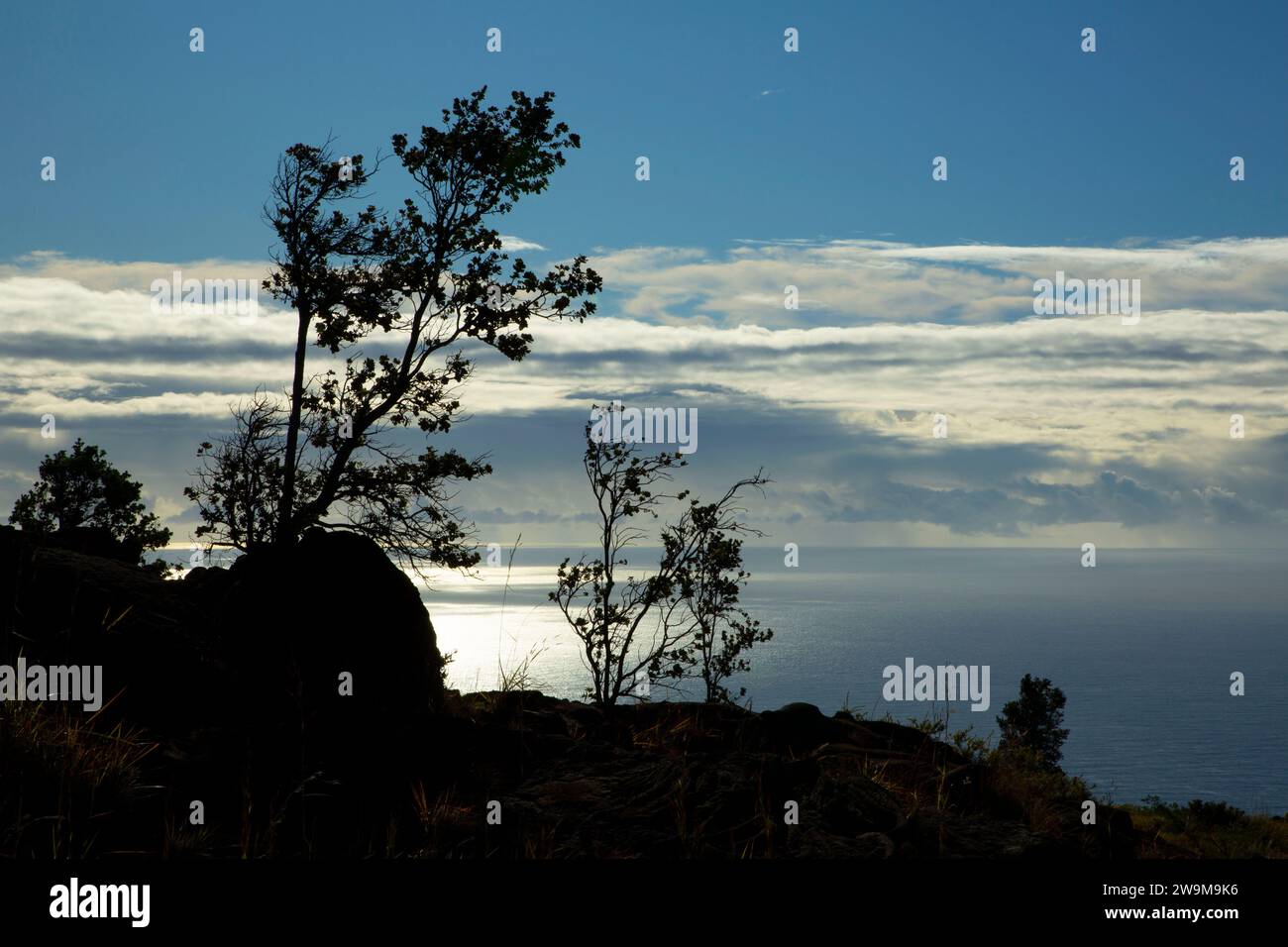 Ohia silhouette on Hilina Pali along Kau Desert Trail, Hawaii Volcanoes ...