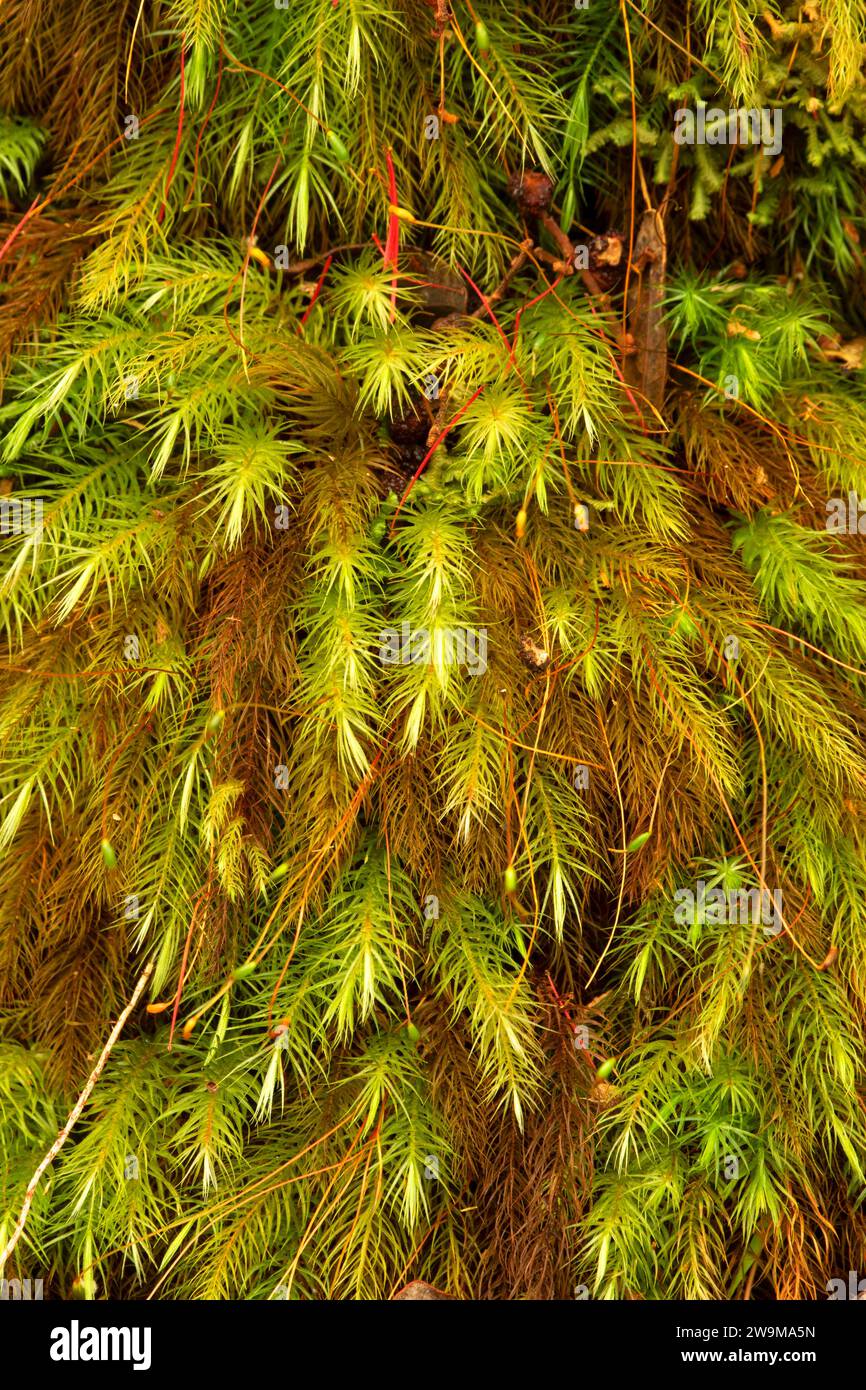 Moss along Crater Rim Trail, Hawaii Volcanoes National Park, Hawaii ...