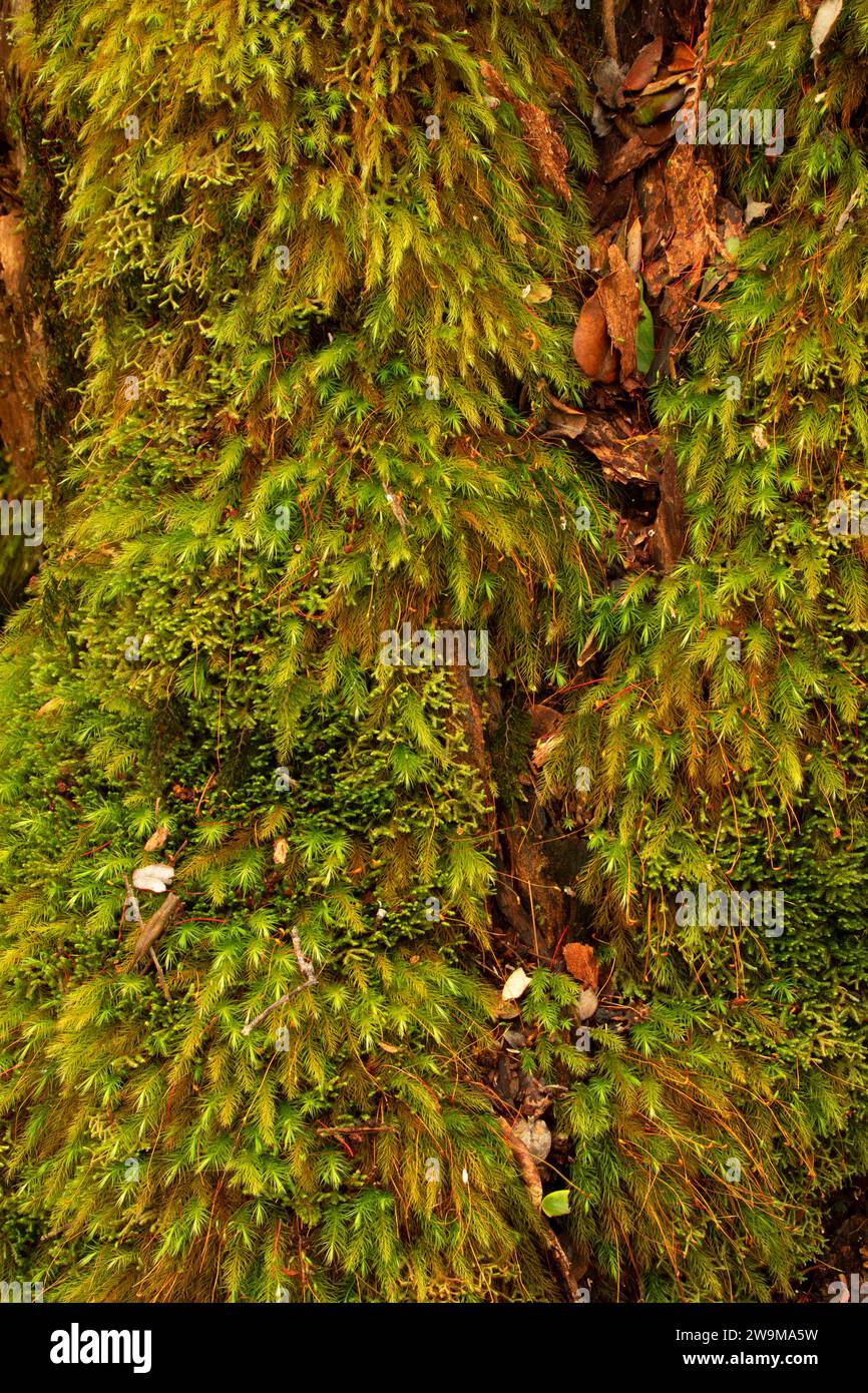 Moss along Crater Rim Trail, Hawaii Volcanoes National Park, Hawaii ...