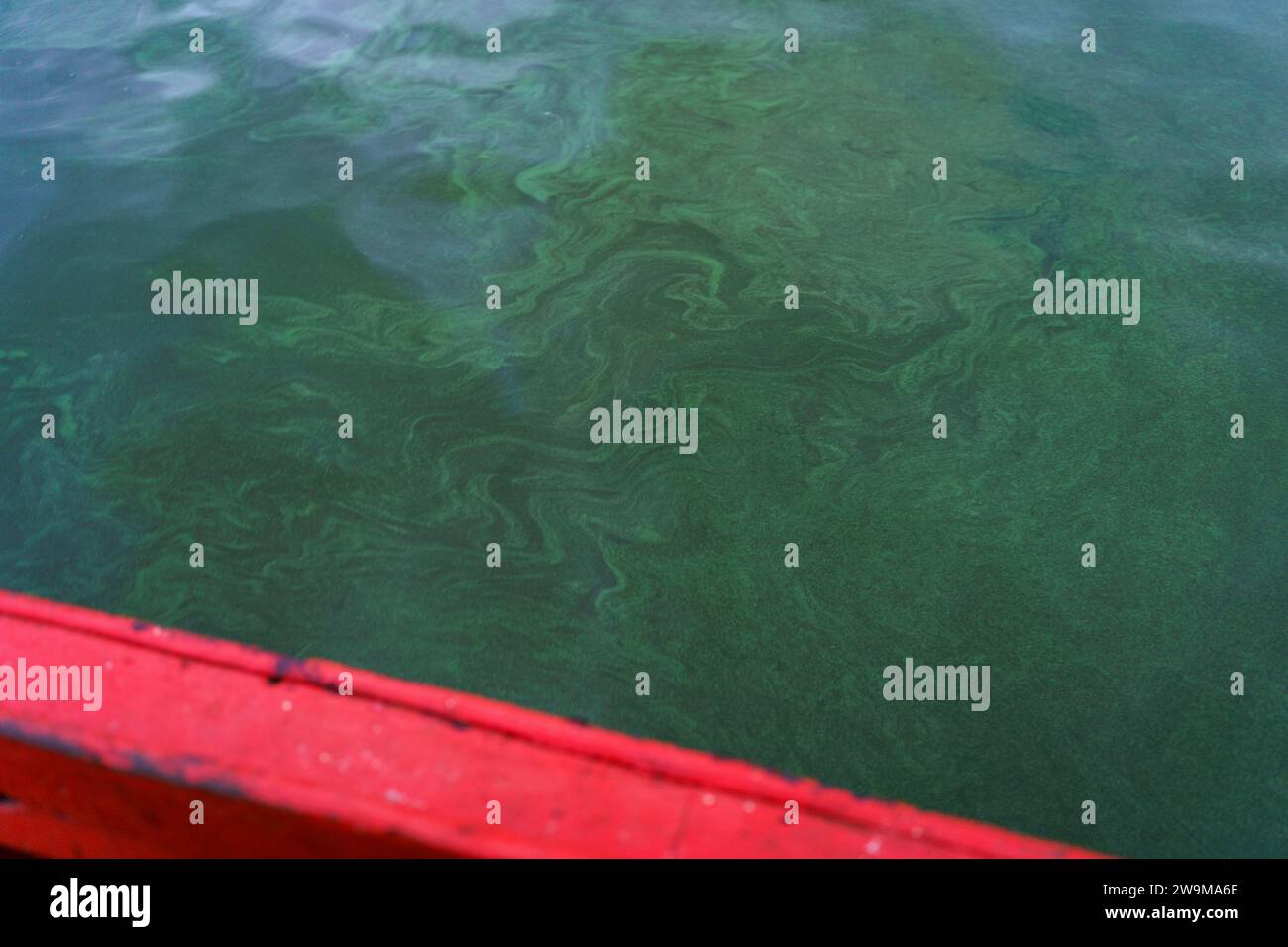 A toxic microalgae, locally known as "verdin" is seen on the water ...