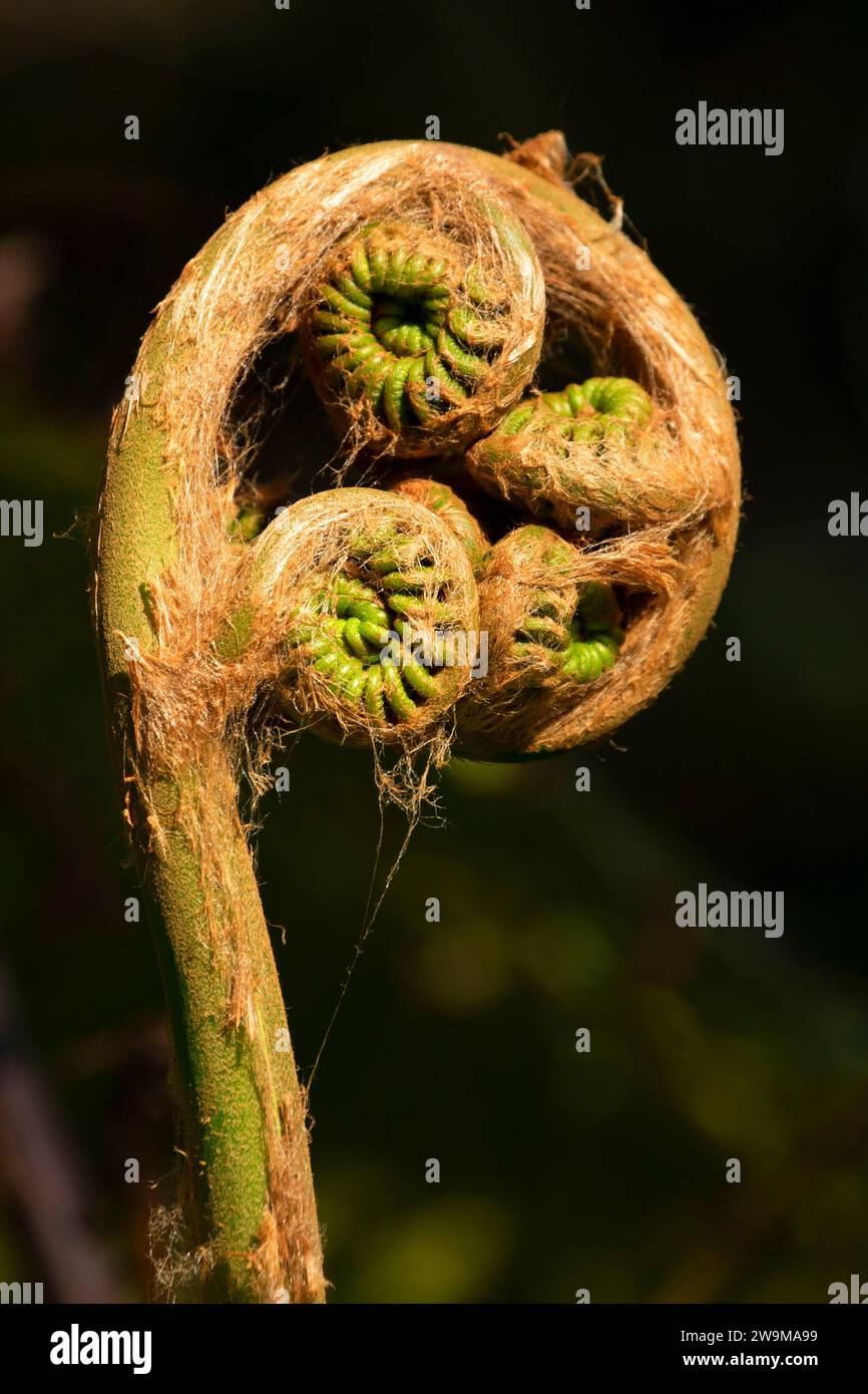 Hapuu fern hi-res stock photography and images - Alamy