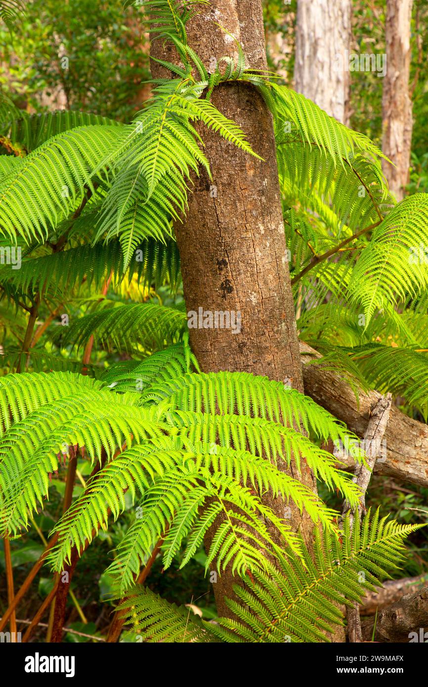 Hapuu fern hi-res stock photography and images - Alamy