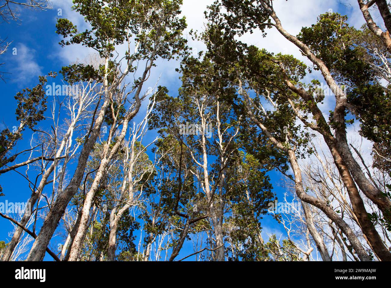 Forest canopy along Crater Rim Trail, Hawaii Volcanoes National Park ...