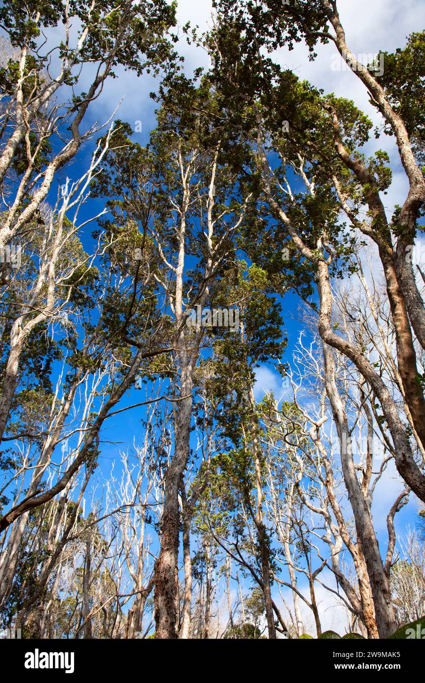 Forest canopy along Crater Rim Trail, Hawaii Volcanoes National Park ...