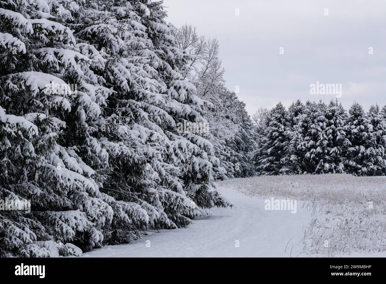 Snow covered path and trees on cold winter morning Stock Photo - Alamy