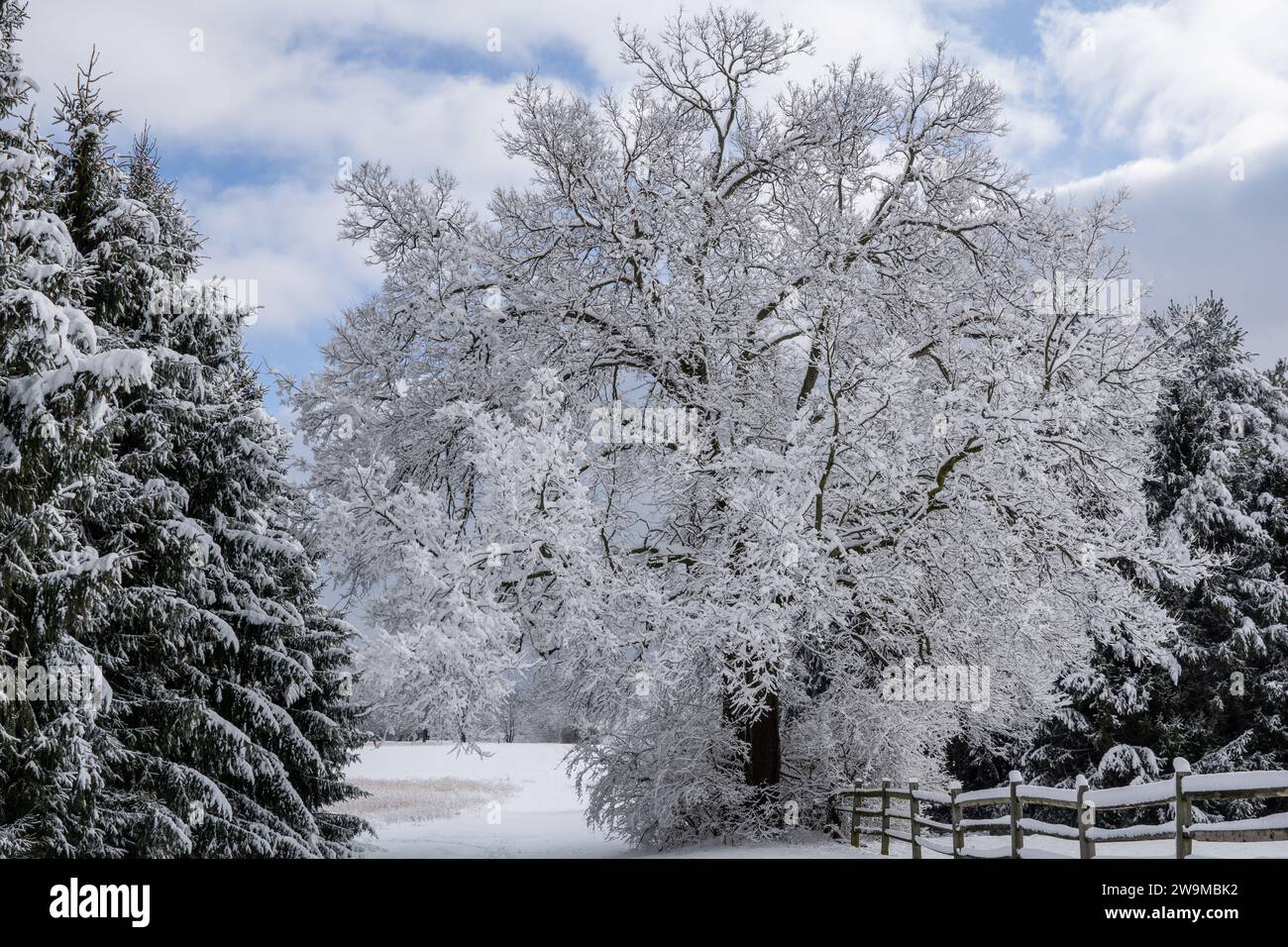 Walk in the park after a winter snowstorm, photo of winter landscape ...