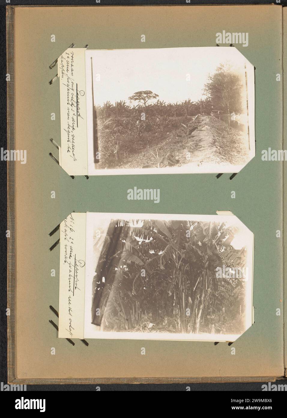 Banana trees on Plantage Peperpot, Anonymous, c. 1912 - c. 1913 ...