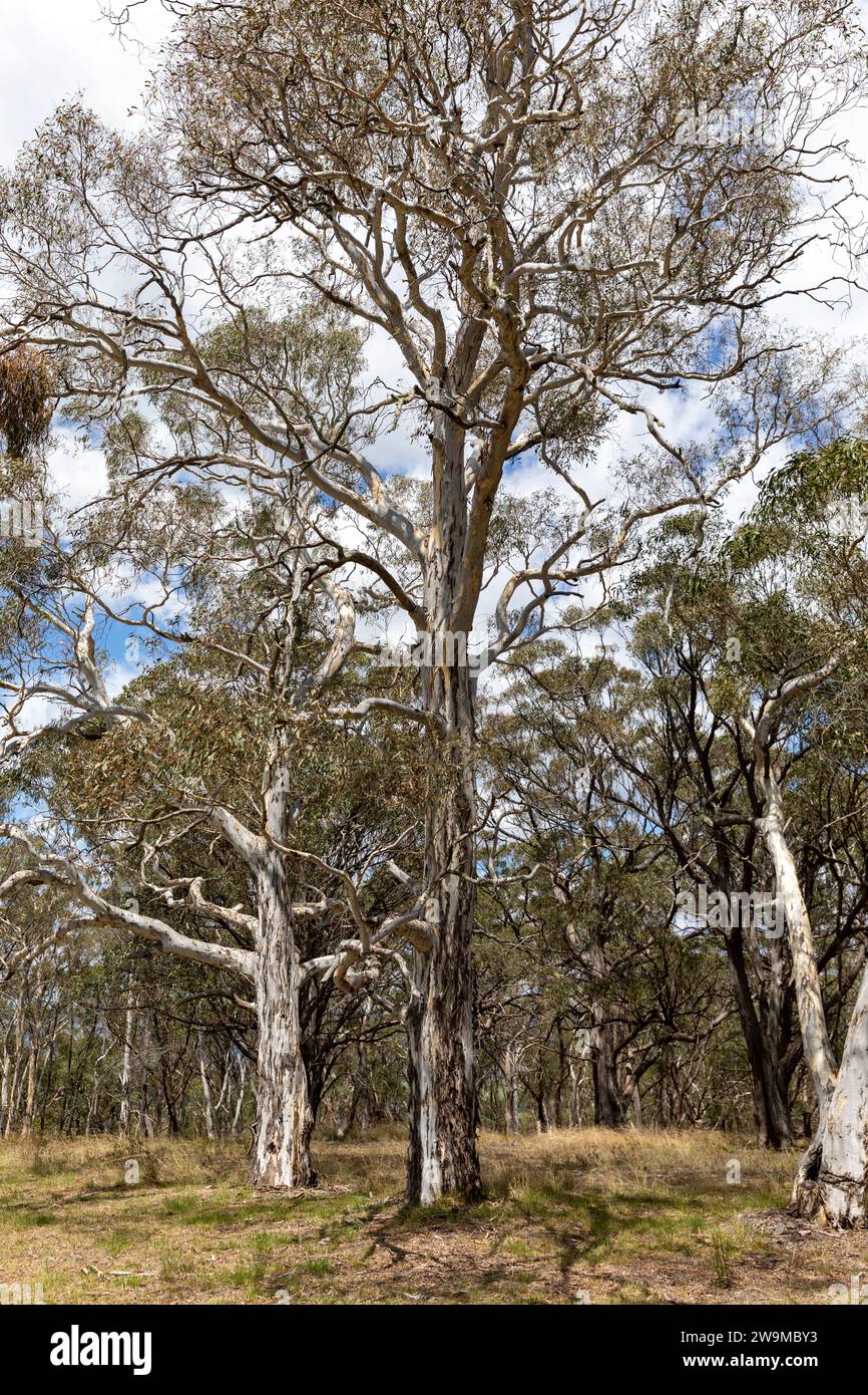 Australia gum trees in Central West New South Wales near Lithgow, NSW ...