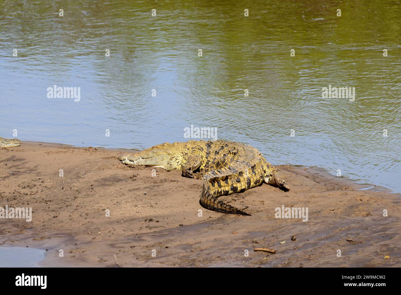 Nile Crocodile (Crocodylus niloticus or "Mamba" in Swaheli) in the ...