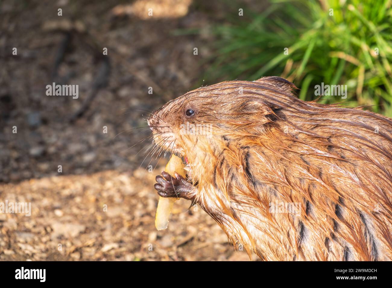 Wild animal Muskrat, Ondatra zibethicuseats, eats on the river bank ...