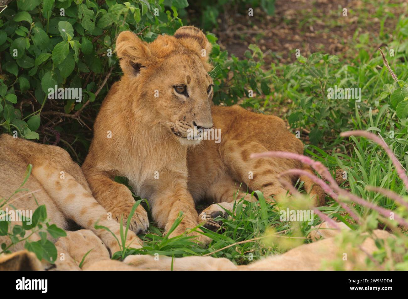 Closeup of a Lion cub (scientific name: Panthera leo, or "Simba" in ...