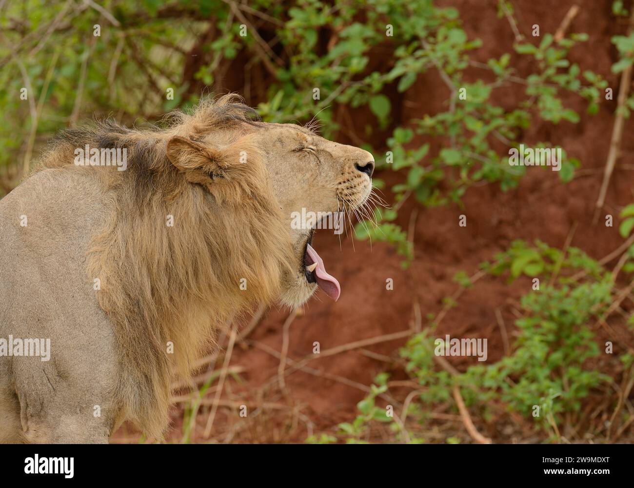 Closeup of a Lion yawning (scientific name: Panthera leo, or "Simba" in ...