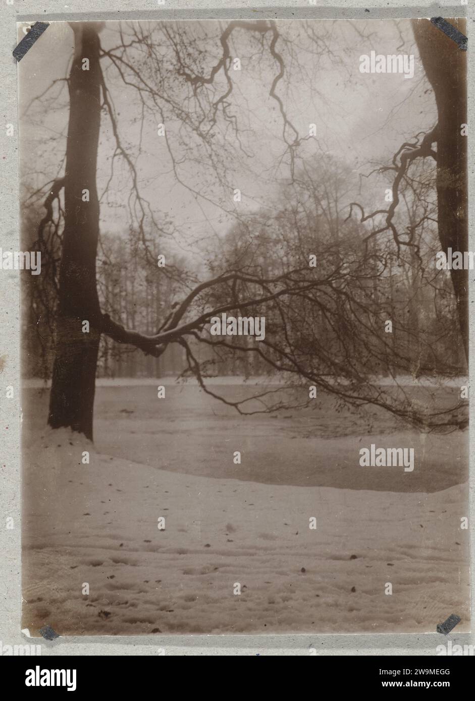 Face in the Hague Bos, 1923 photograph Netherlands photographic support ...