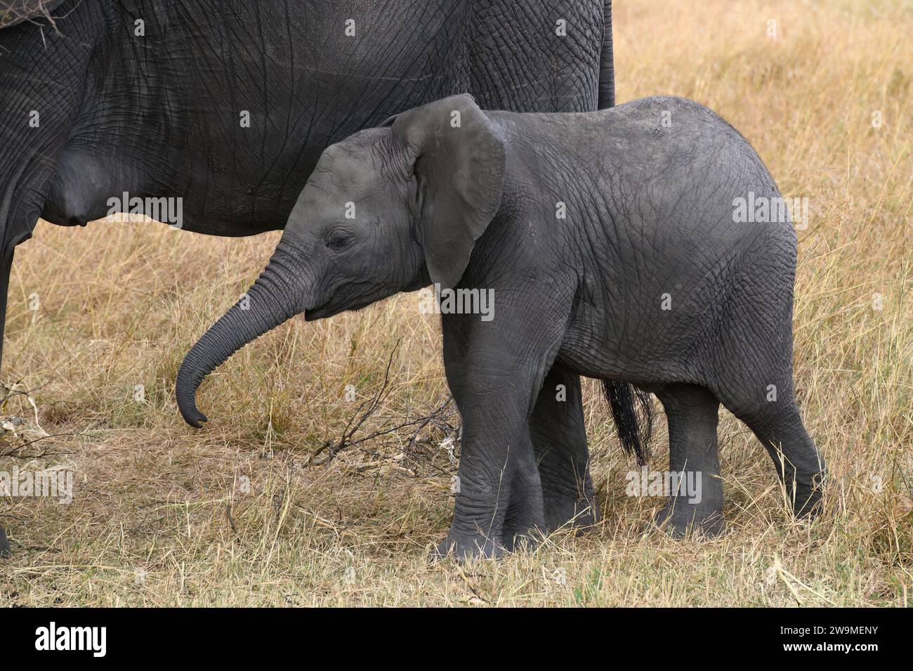 Elephant calf in the Serengeti drinking its mothers milk Stock Photo ...