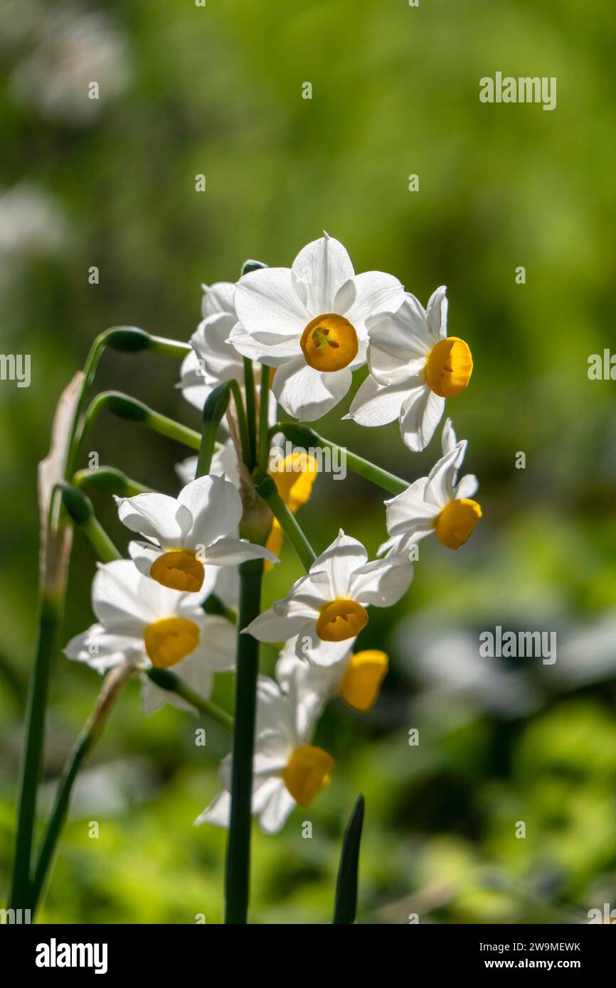 Spring flowering of forest wild daffodils. White and yellow Narcissus ...