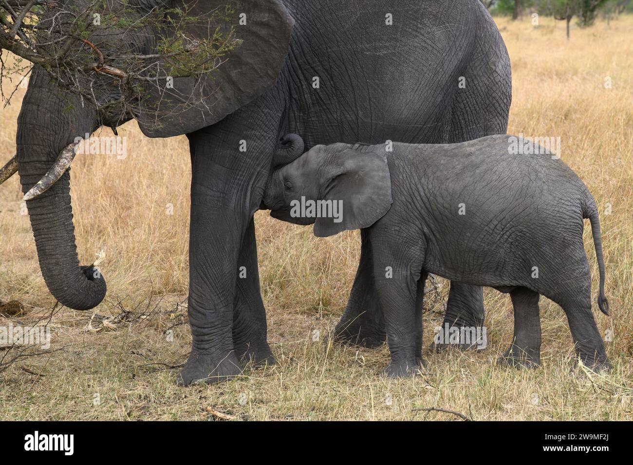 Elephant calf in the Serengeti drinking its mothers milk Stock Photo ...