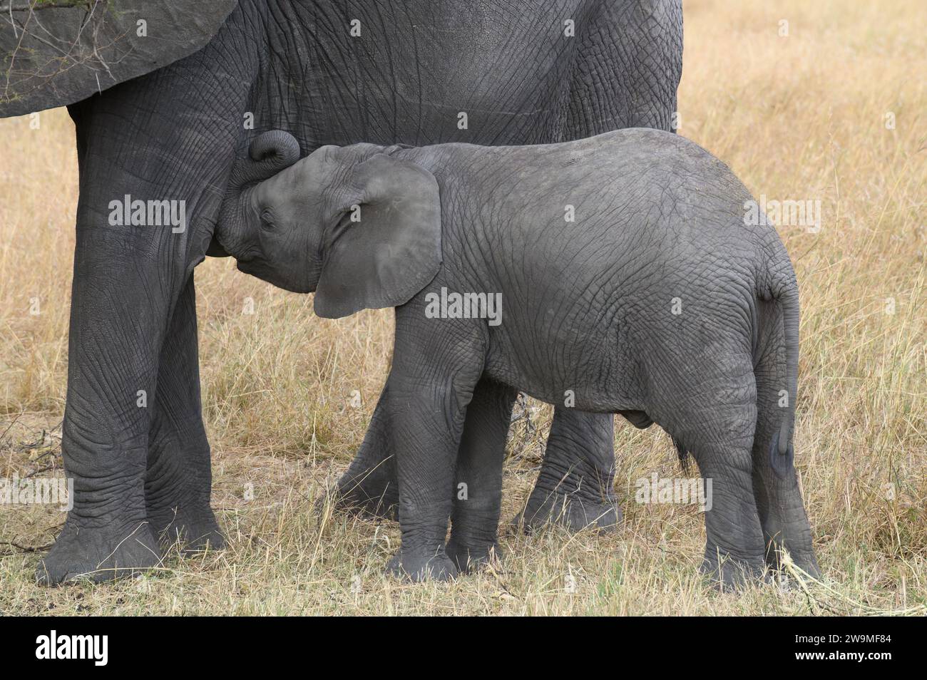 Elephant calf in the Serengeti drinking its mothers milk Stock Photo ...