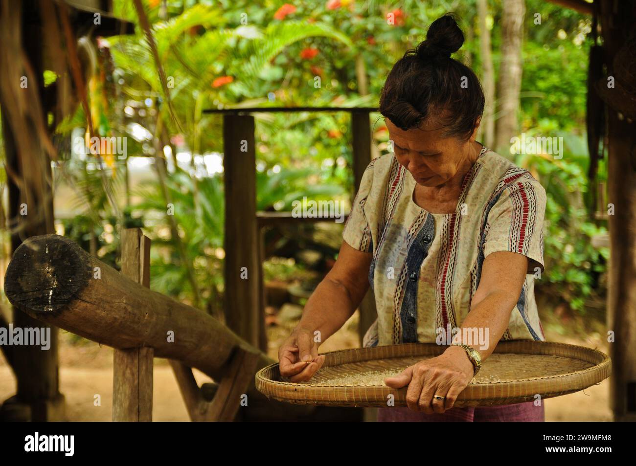 Thai Woman & Post-Harvest Rice Handling Process, Chiang Mai, Northern ...