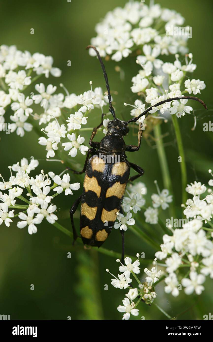 Natural vertical closeup on the Four-banded Longhorn Beetle, Leptura ...