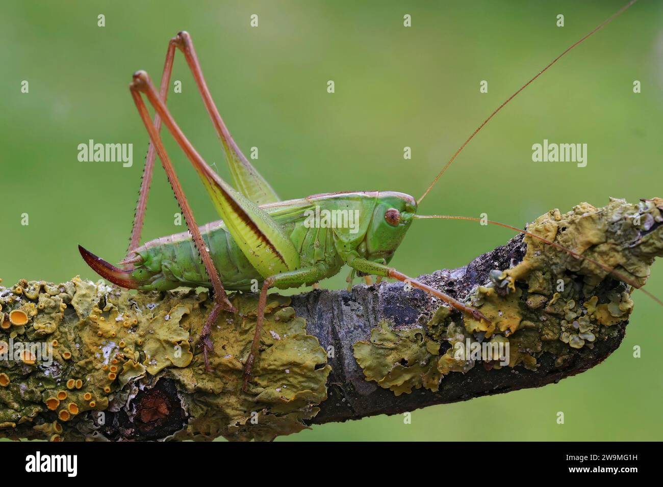 Natural closeup on an upland green bush-cricket, Tettigonia cantans ...