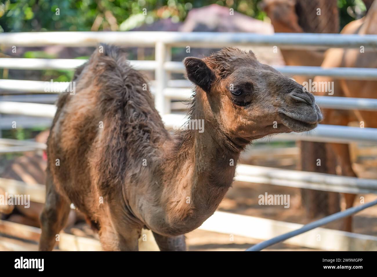 Zoo pen hi-res stock photography and images - Alamy