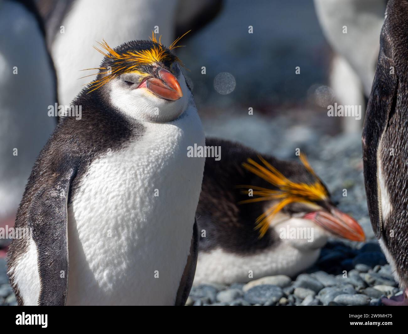 Royal Penguin, Eudyptes schlegeli, breeding on Macquarie Island ...