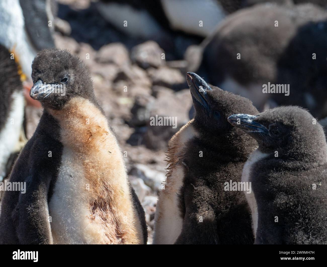 Royal Penguin, Eudyptes schlegeli, breeding on Macquarie Island ...