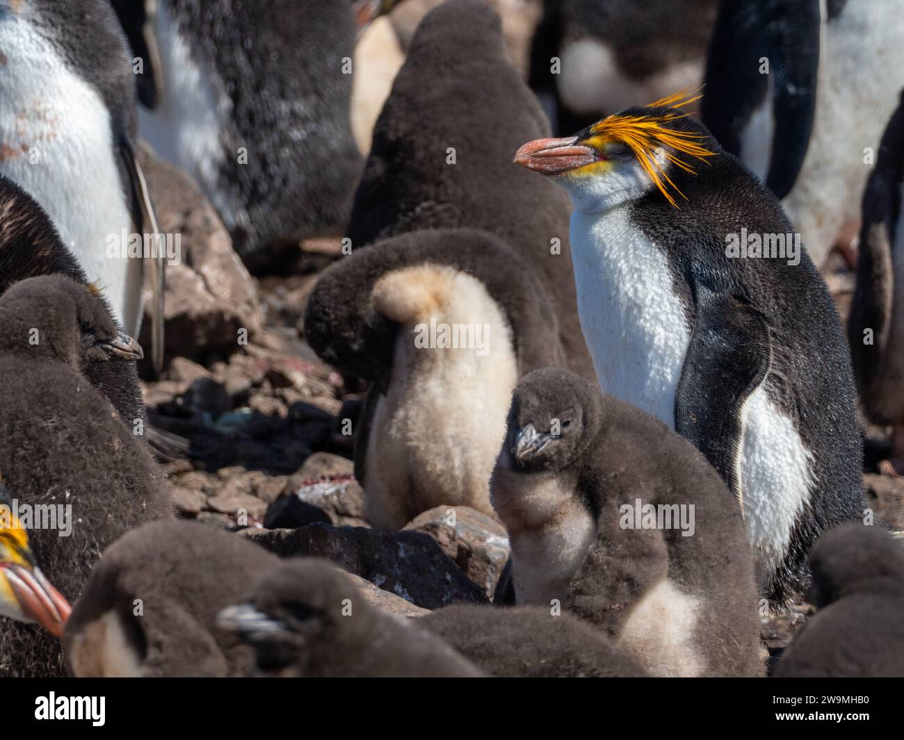Royal Penguin, Eudyptes schlegeli, breeding on Macquarie Island ...