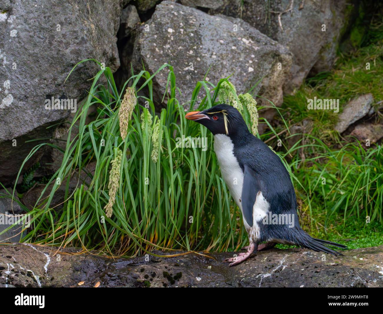 Southern Rockhopper Penguin, Eudyptes chrysocome filholi, nesting on ...